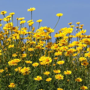 250 GOLDEN MARGUERITE DAISY Dyer's Yellow Chamomile Anthemis Tinctoria ...