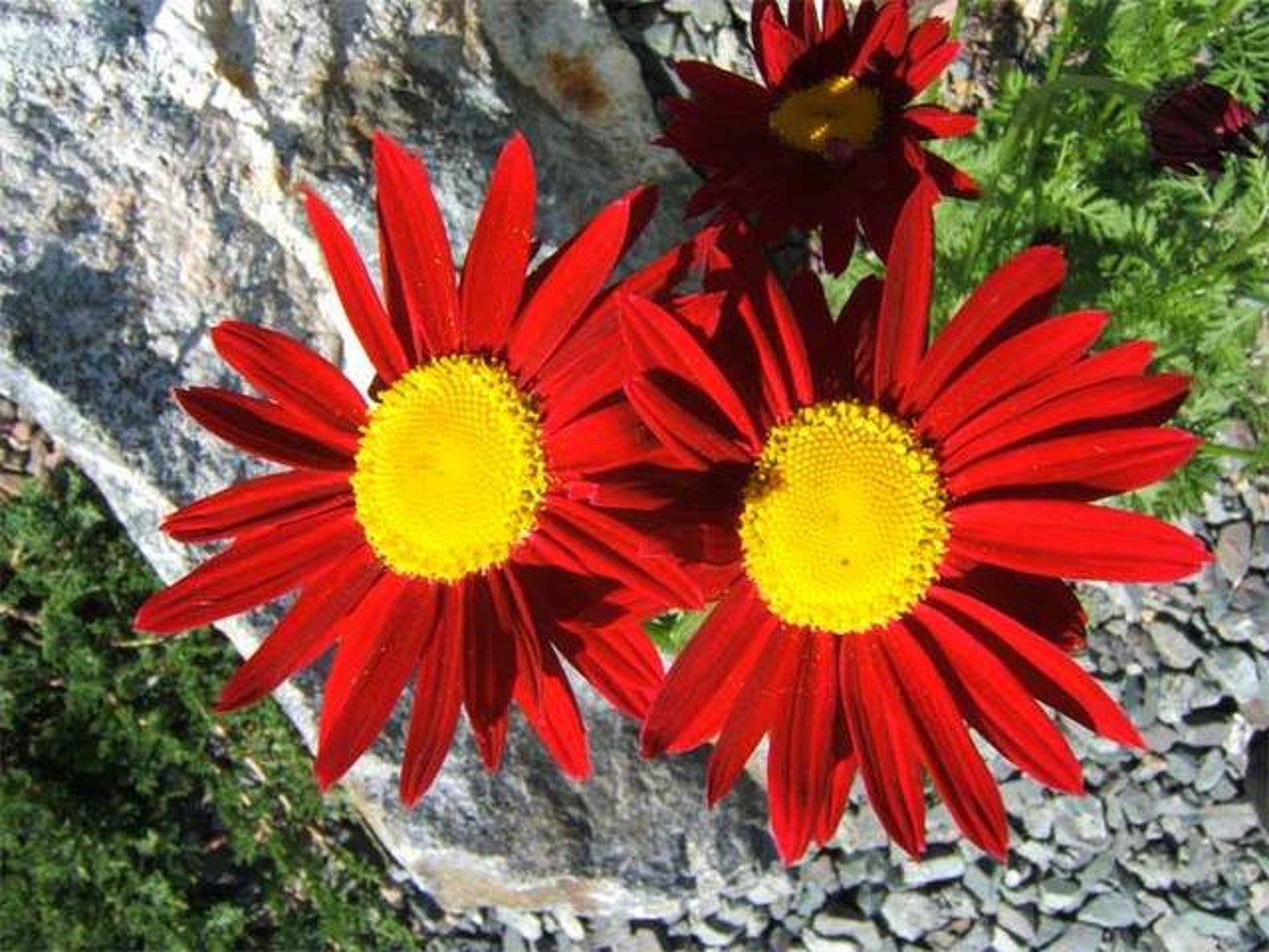 100 RED ROBINSONS DAISY Painted Chrysanthemum Coccineum - Etsy