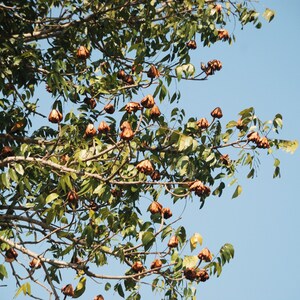 5 TRUE MAHOGANY TREE Honduran Big Leaf Sky Fruit Swietenia Macrophylla ...