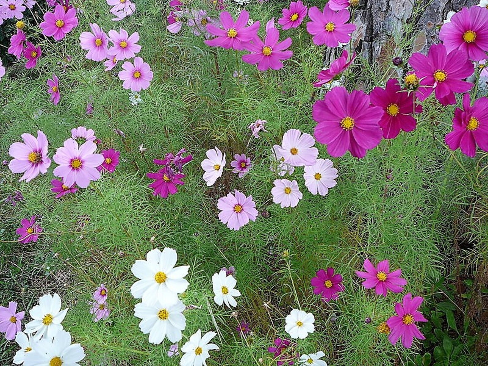 350 COSMOS SENSATION MIX Mixed Colors Cosmos Bipinnatus Flower - Etsy