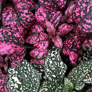 10 Dwarf Rose Pink POLKA DOT PLANT Splash Select Hypoestes ...