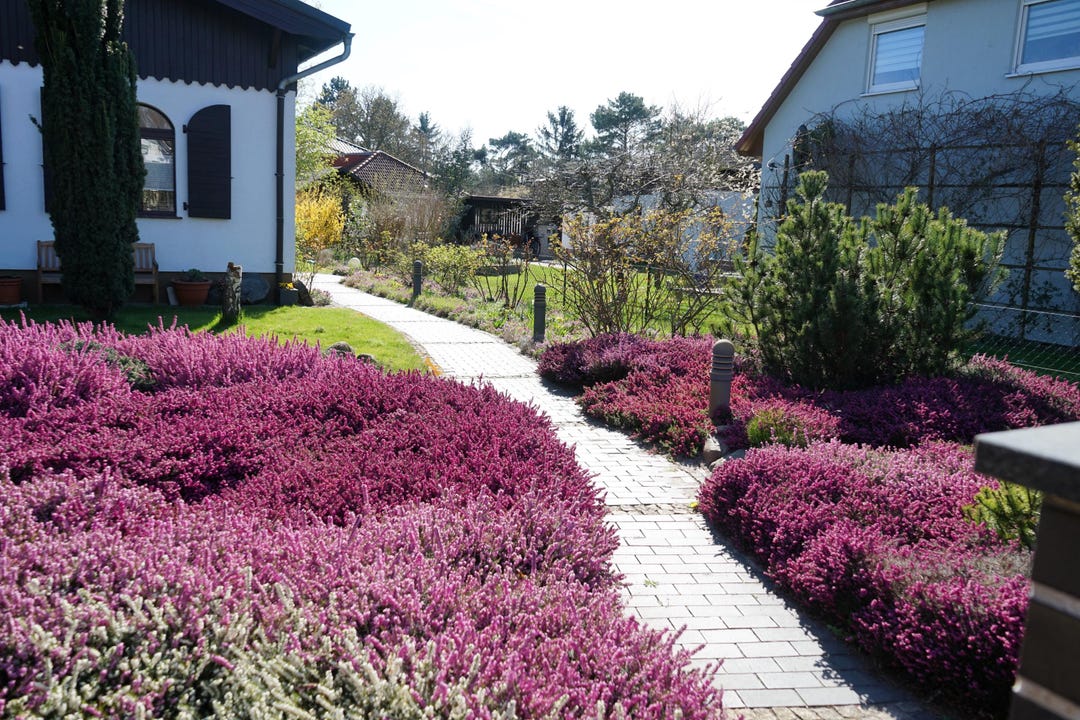 100 Scotch TRUE HEATHER Shrub Scot's Purple Pink Flower Calluna ...