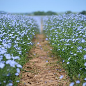 100 BLUE FLAX prairie Flax / Lewis Blue Flax Linum Perenne Lewisii ...