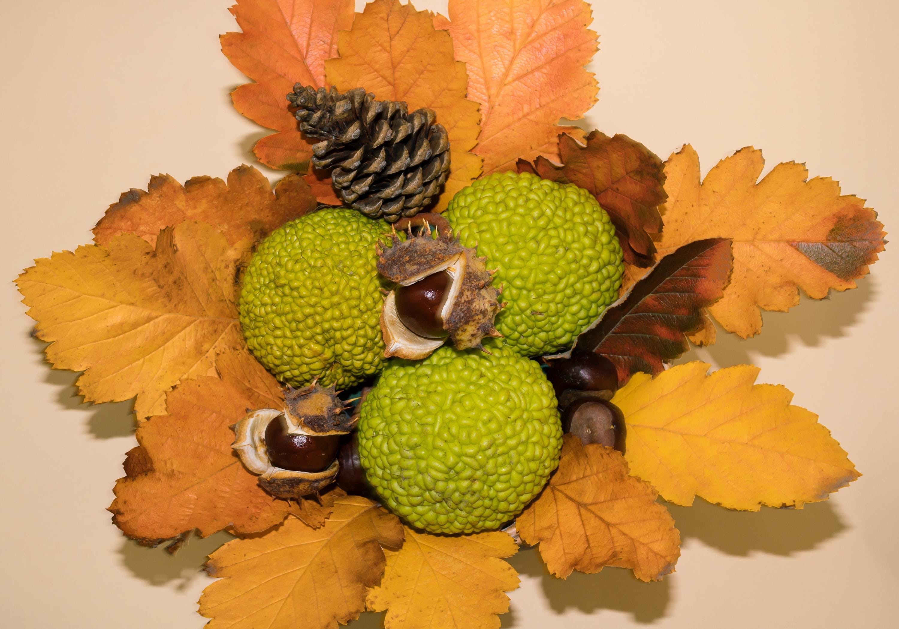 10 HEDGE APPLE Osage Orange Horse Apple Monkey Ball Maclura Pomifera ...