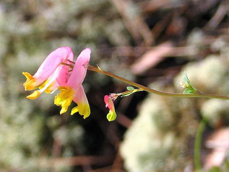 50 ROCK HARLEQUIN Pink & Yellow Corydalis Sempervirens Flower | Etsy