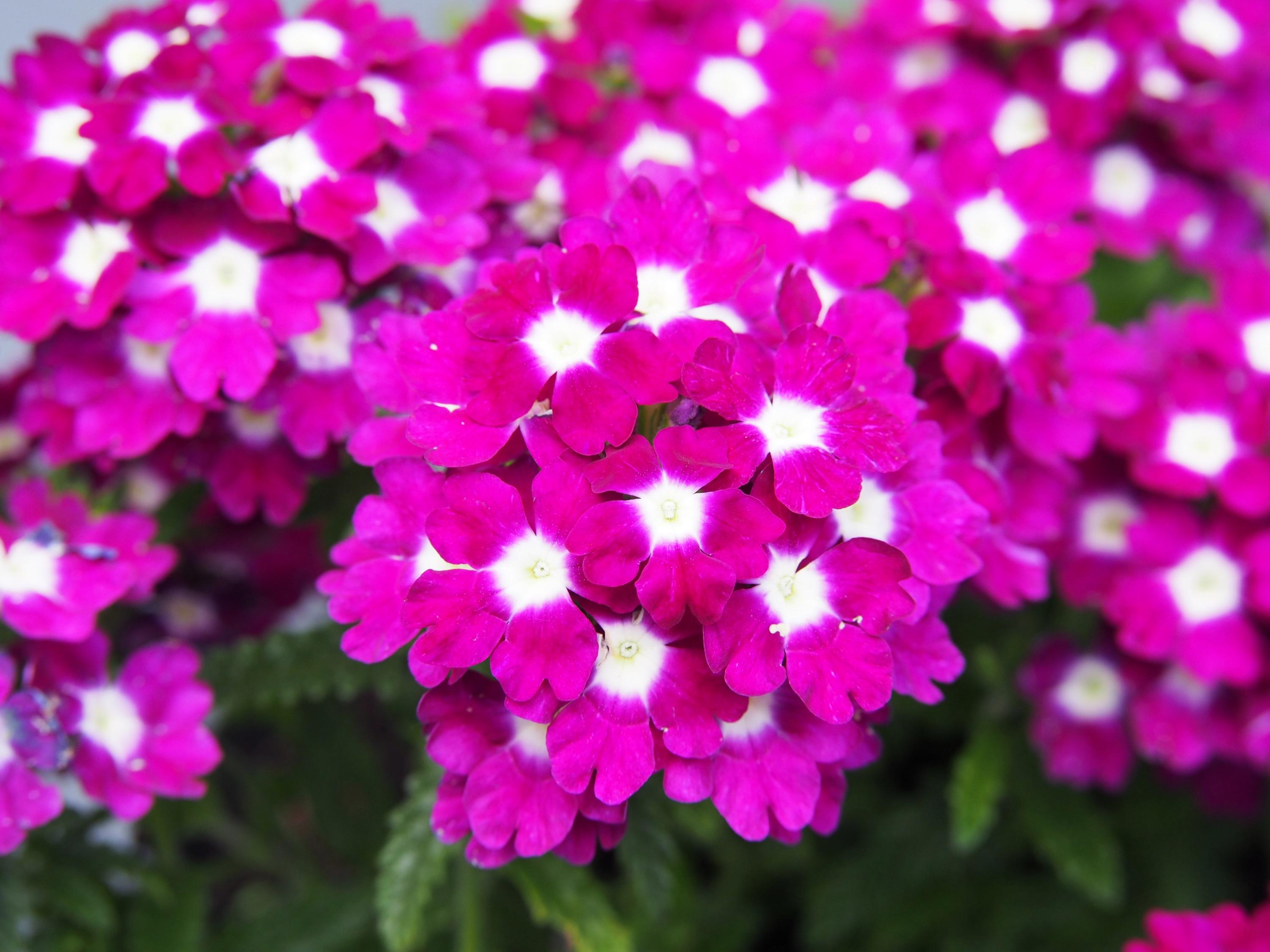 100 MIXED COLORS VERBENA Hybrida Compacta Flower Seeds - Etsy