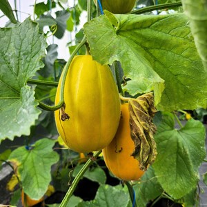 50 Early SILVER LINE MELON Cucumis Melo Yellow Striped Skin White Flesh ...