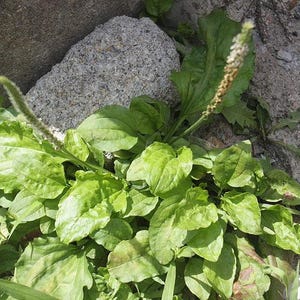 1000 CHINESE PLANTAIN Plantago Asiatica Herb Flower Seeds - Etsy