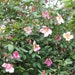 25 Mixed Colors ANGEL WINGS Miniature ROSE Bush Mix Rosa Chinensis ...