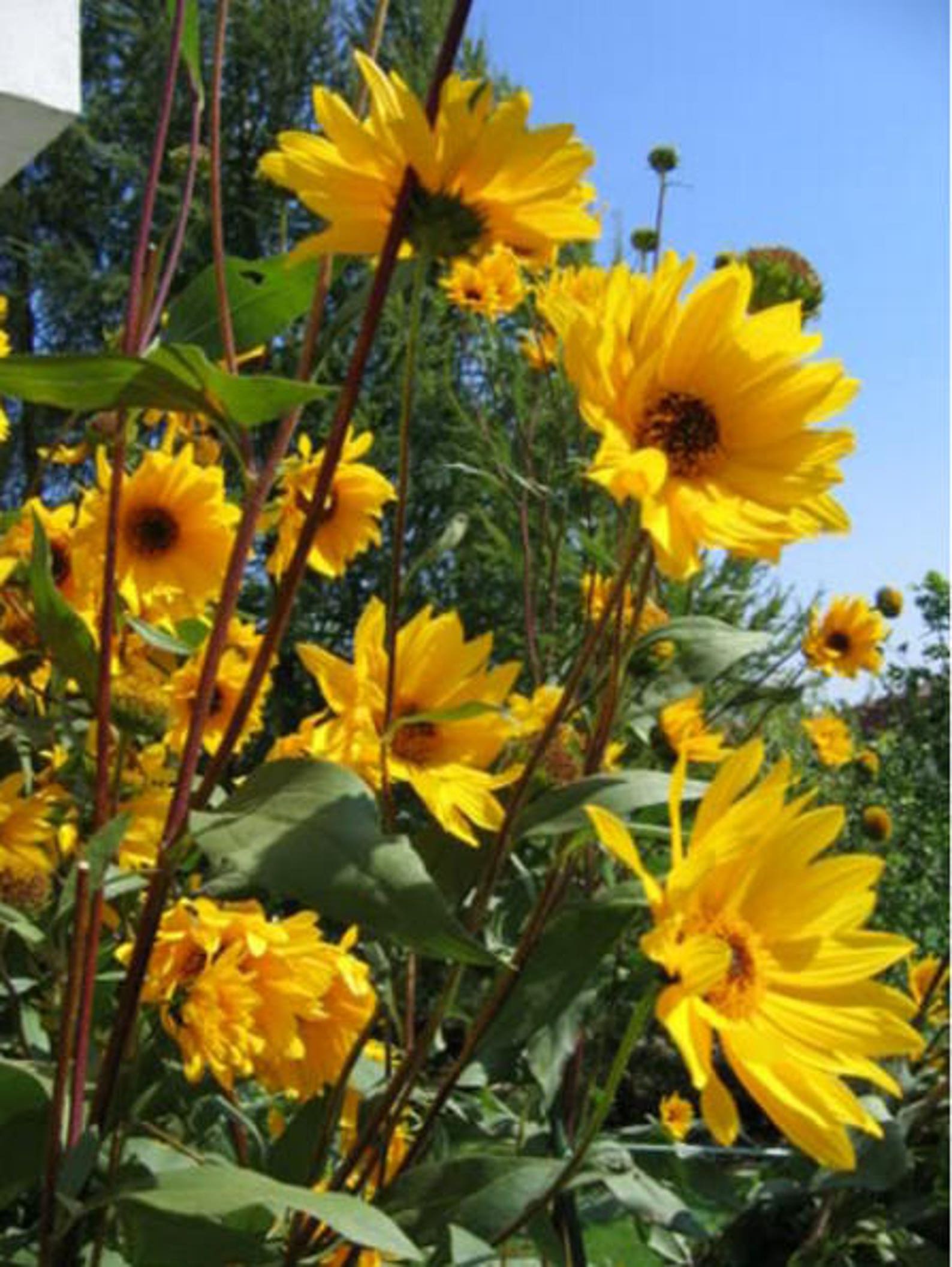 50 SUMMER SUN SUNDROPS Yellow Heliopsis Scabra False Sunflower Flower ...