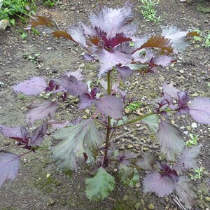 300 PURPLE SHISO Aka PERILLA Frutescens Ornamental Herb Seeds Green ...