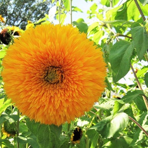 100 Double DWARF SUNGOLD SUNFLOWER Helianthus Annuus Yellow Teddy Bear ...