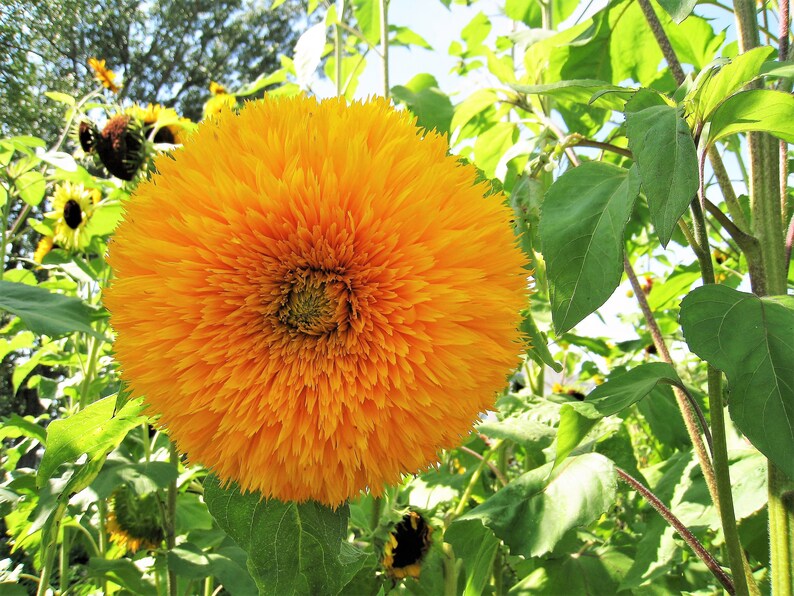 100 Double DWARF SUNGOLD SUNFLOWER Helianthus Annuus Yellow - Etsy