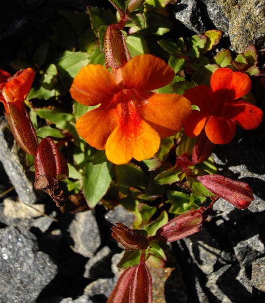 100 Twinkle ORANGE MONKEY FLOWER Mimulus Seeds comb S/H - Etsy