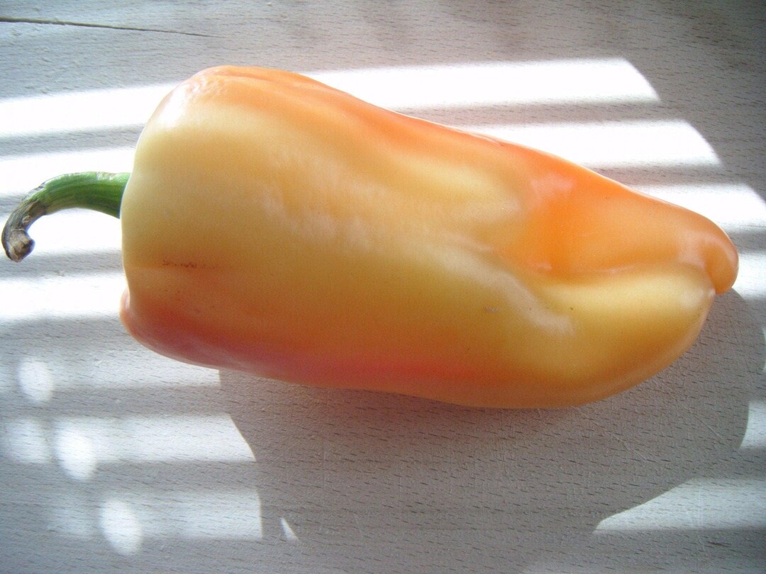 25 Organic GIANT SZEGEDI PEPPER Capsicum Annuum Hungarian Sweet Paprika ...