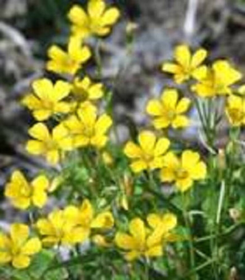 3000 YELLOW SWEET CLOVER Melilotus Officinalis Flower Seeds - Etsy