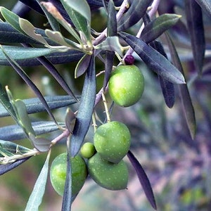 10 CANINO OLIVE TREE Olea Europaea Canino Edible European Common Green ...