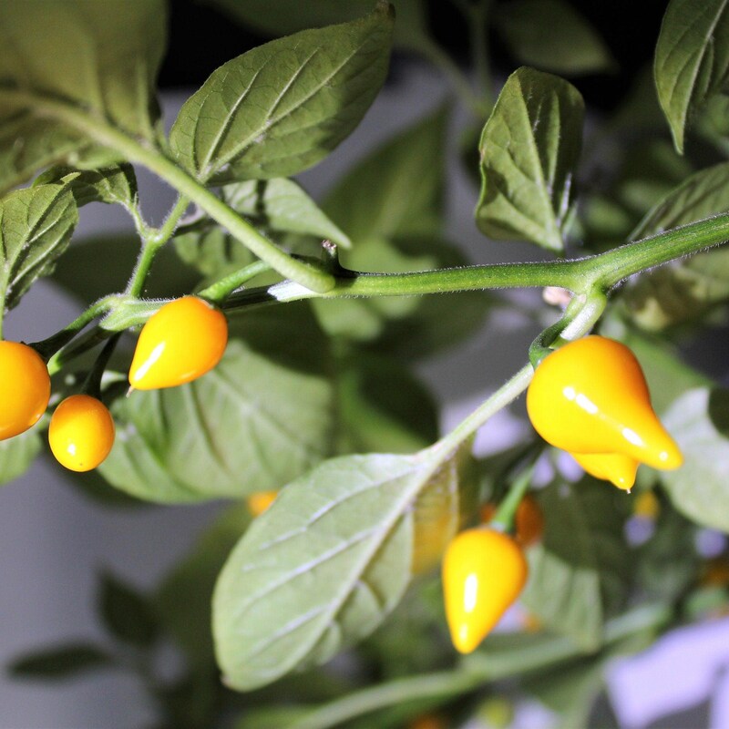 Sweetie Drop Pepper - Etsy