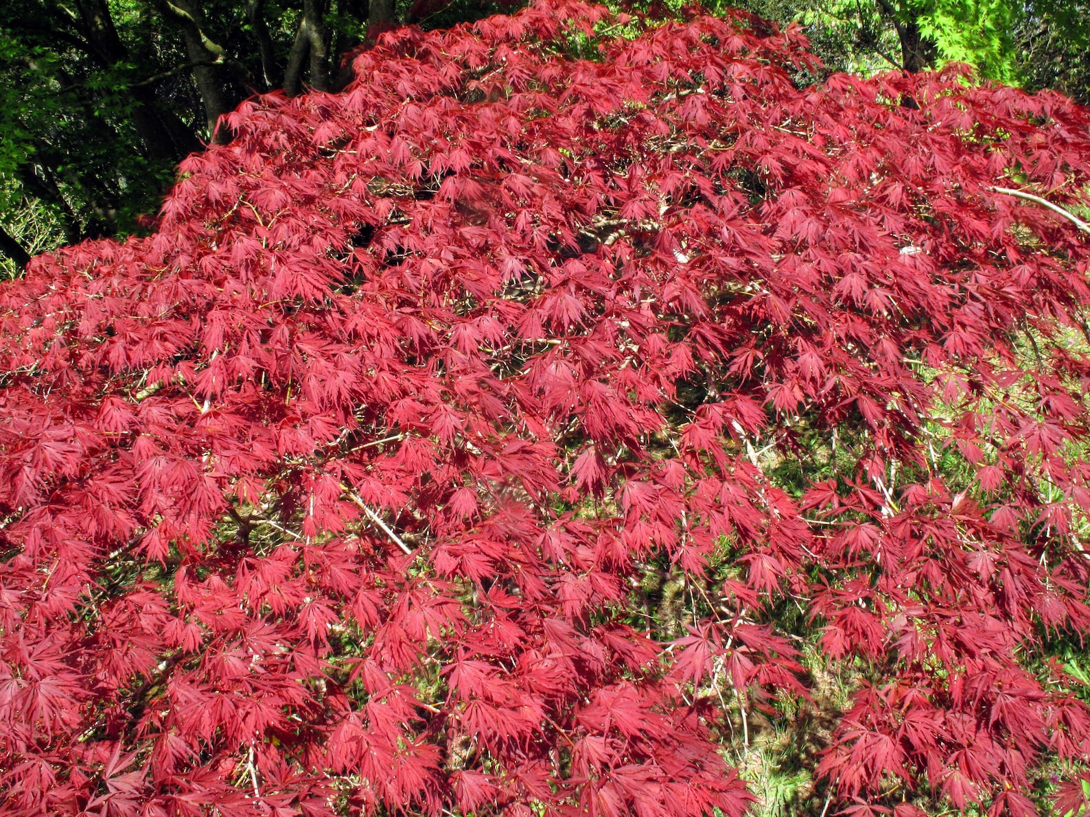 10 INABA SHIDARE MAPLE Weeping Red Laceleaf Japanese Acer Palmatum ...