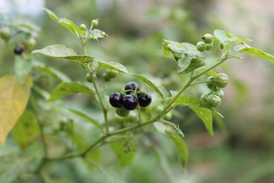 100 WONDERBERRY aka Sunberry Solanum Burbankii Fruit Berry | Etsy