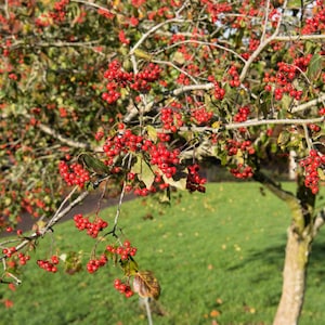 50 WASHINGTON HAWTHORN Mayflower Shrub Tree Edible Fruit & White ...