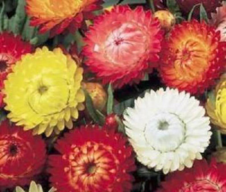100 TALL Double MIXED Colors STRAWFLOWER Helichrysum - Etsy
