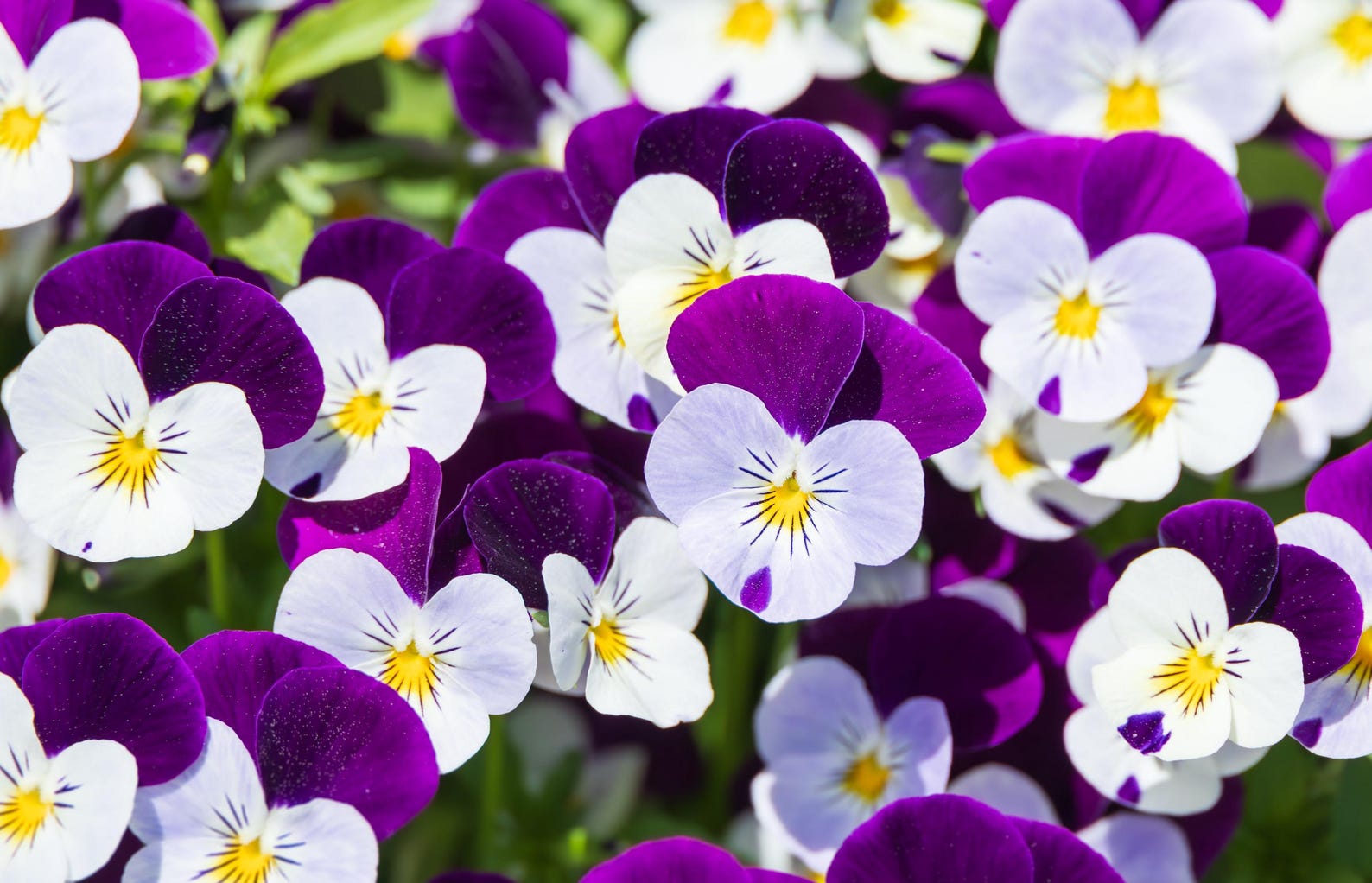 100 JOHNNY JUMP UP Violet Viola Tricolor Flower Seeds - Etsy