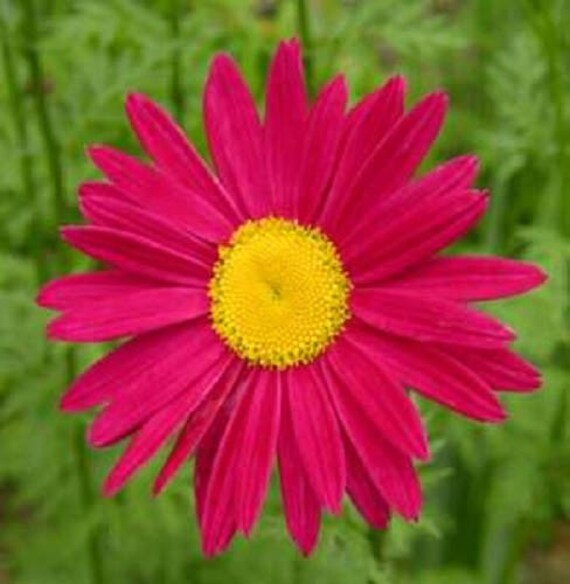 100 RED ROBINSONS DAISY Painted Chrysanthemum Coccineum | Etsy