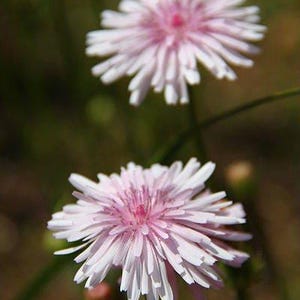 25 PINK HAWKSBEARD Crepis Rubra Flower Seeds Everlasting Daisy Two Tone ...