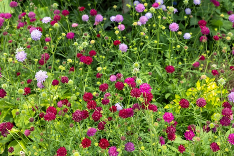 50 FINEST MIXED Colors SCABIOSA (mourning Bride / Pin Cushion) Scabiosa ...