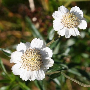 150 PEARL YARROW White Double Achillea Ptarmica Herb Flower Seeds - Etsy