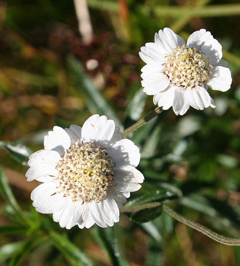 150 PEARL YARROW White Double Achillea Ptarmica Herb Flower - Etsy
