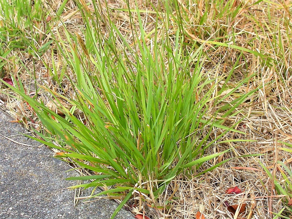150 SWEET VERNAL GRASS Sweet Grass Vanilla Grass Anthoxanthum | Etsy