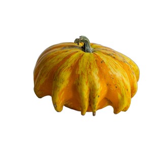 25 TEN COMMANDMENTS GOURD Mix Crown of Thorns Mixed Colors Cucurbita ...