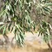 10 CANINO OLIVE TREE Olea Europaea Canino Edible European Common Green ...