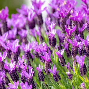 100 FRENCH LAVENDER Aka Butterfly Lavender, Spanish, Topped Lavandula ...