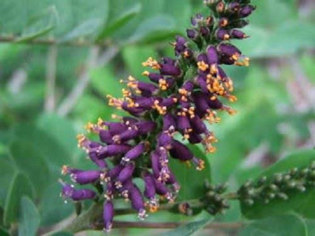 50 FRAGRANT FALSE INDIGO (dwarf Wild Indigo) Amorpha Nana Flower Seeds ...