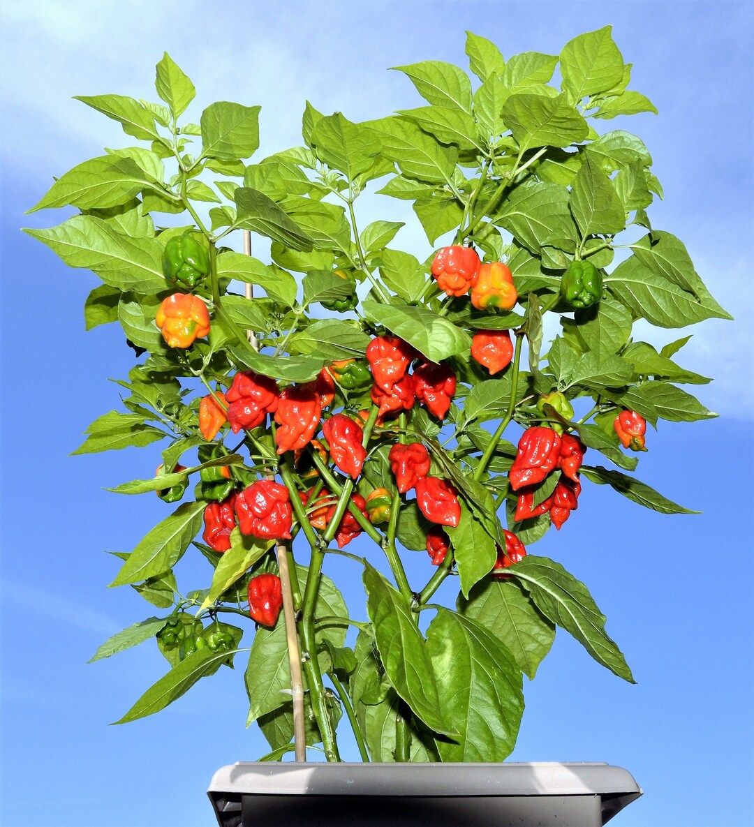 10 Red CAROLINA REAPER PEPPER World's Hottest Capsicum - Etsy