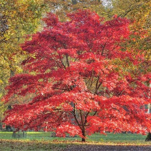 10 RED JAPANESE MAPLE Tree Bloodgood Ornamental Acer Palmatum Seeds - Etsy