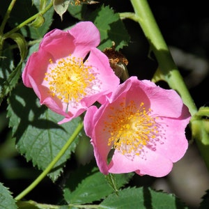 10 CLIMBING MICHIGAN ROSE Rosa Setigera Aka Climbing Prairie or ...