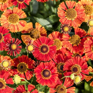100 HELENIUM ' AUTUMN LEAVES ' Mix Helenium Autumnale Sneezeweed Mixed ...