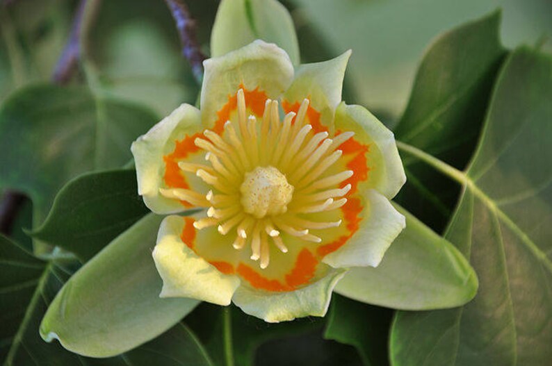 15 TULIP POPLAR TREE Yellow Flower Liriodendron Tulipifera - Etsy