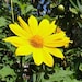 25 YELLOW Torch MEXICAN SUNFLOWER Tithonia Speciosa Flower | Etsy