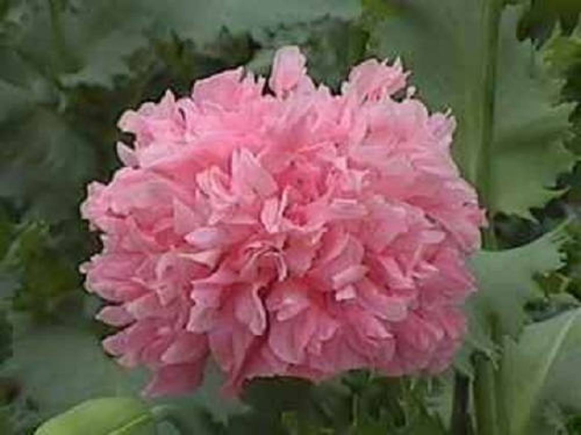 250 Bombast ROSE PEONY POPPY Papaver Peoniflorum Flower Seeds - Etsy