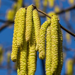 5 EUROPEAN HAZELNUT TREE Aka Common Filbert Corylus avellana Fruit Nut ...