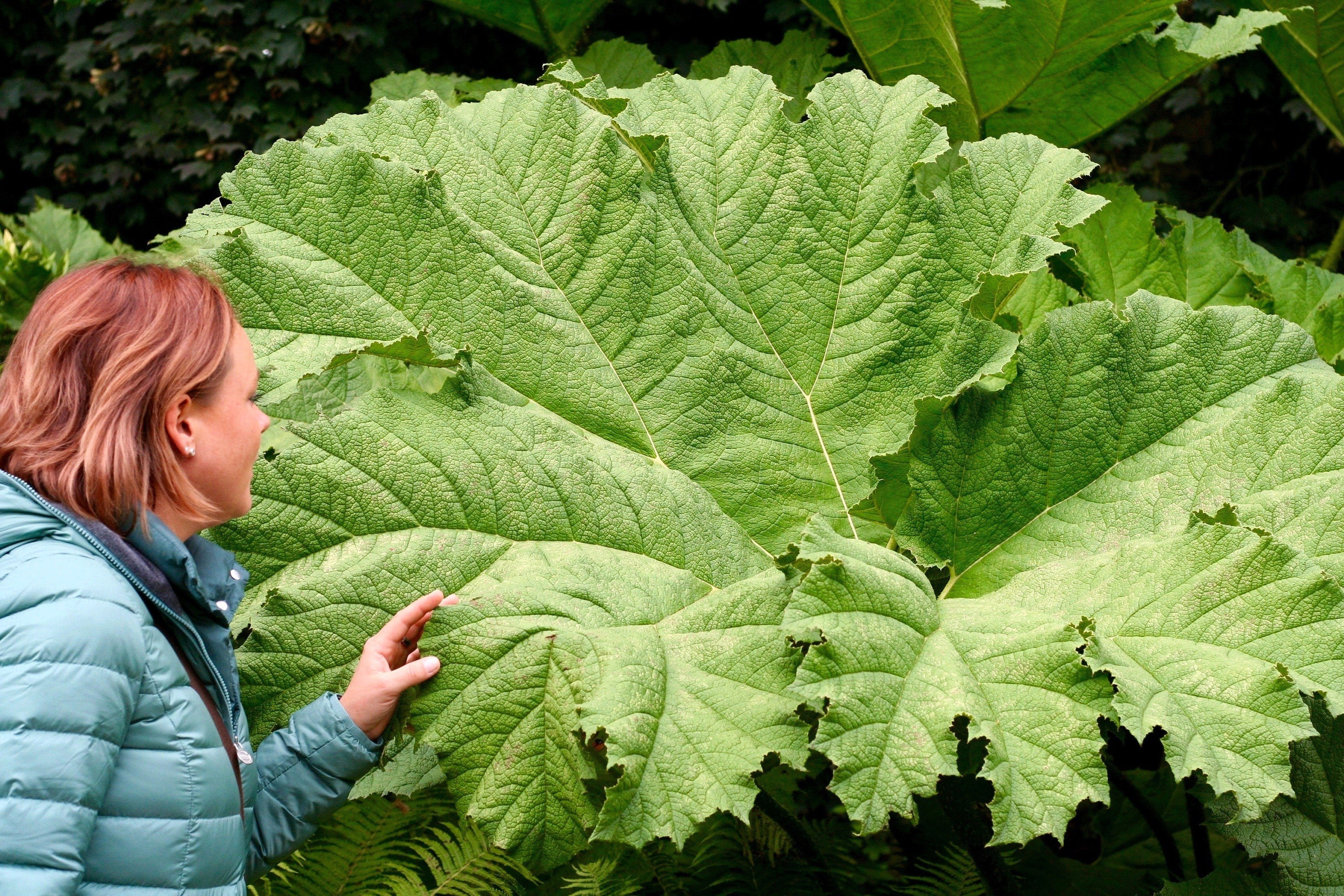 10 GUNNERA MANICATA 6' Leaves! Giant Rhubarb Dinosaur Plant Moist Shade ...