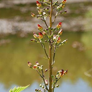1000 EASTERN FIGWORT (late Figwort / Carpenters Square) Scrophularia ...
