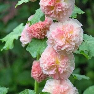 50 SUMMER CARNIVAL HOLLYHOCK Double Mixed Colors Red Pink White Yellow ...