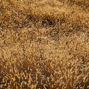 150 SWEET VERNAL GRASS Sweet Grass Vanilla Grass Anthoxanthum Odoratum ...