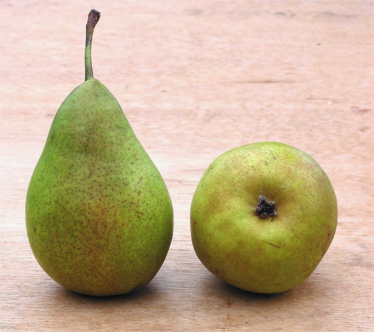 25 EUROPEAN PEAR TREE Pyrus Communis Fruit Seeds White - Etsy